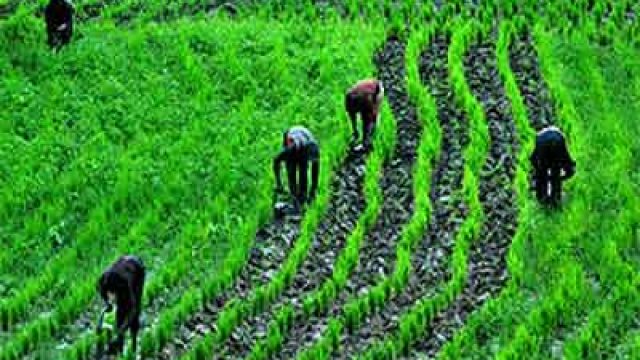 Bayelsa Rice Farmers Seek Partners To Exploit Potentials | The Guardian ...