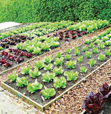 No Dig Gardening