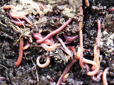 Earthworms Dig, Humans Don’t!