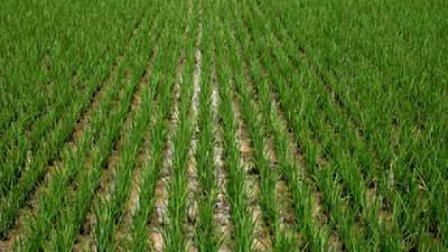 Omor rice farm to engage 5,000 workers | The Guardian Nigeria News ...
