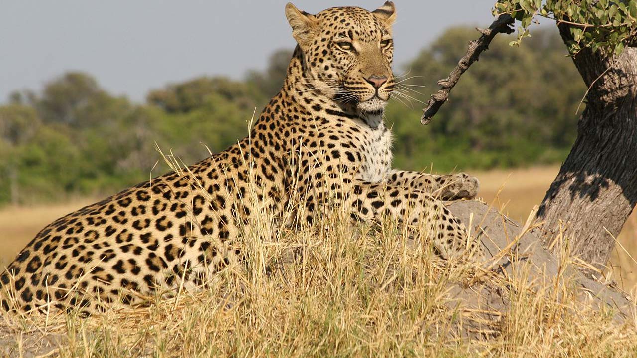 World leaders head summit to save leopard, habitat | The Guardian ...