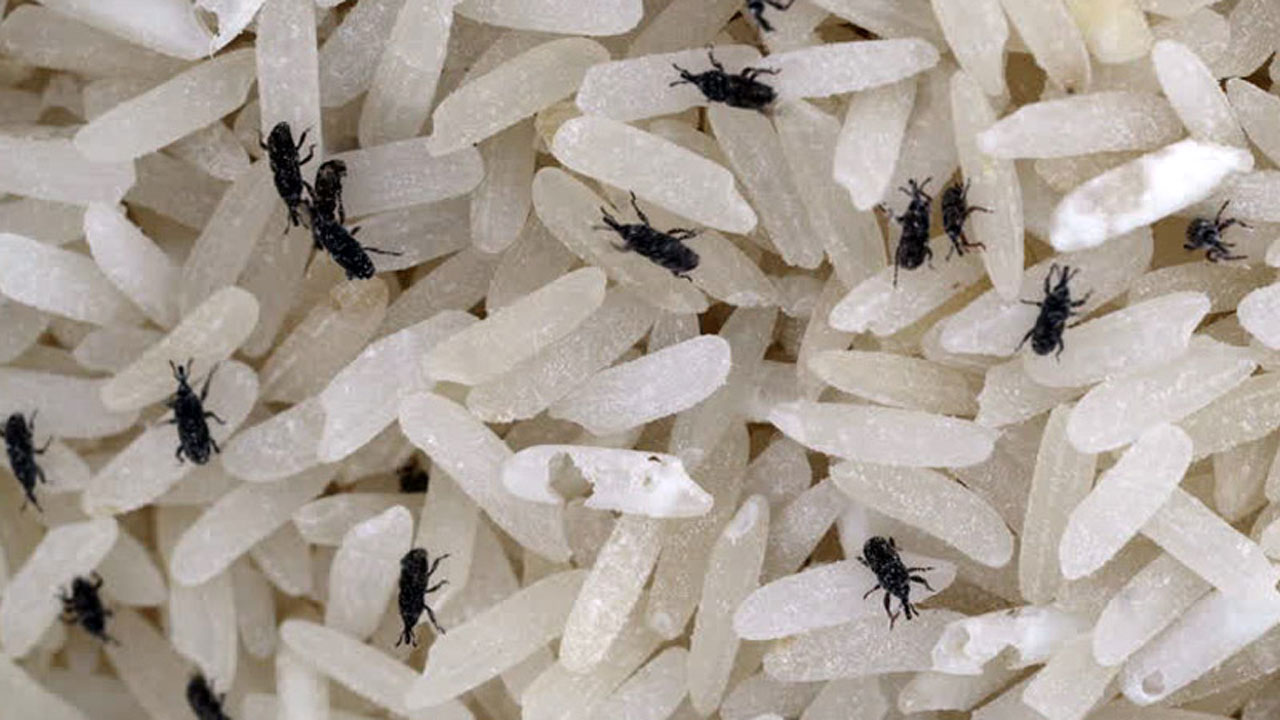 ‘Heat increases insects’ appetite for grains’ | The Guardian Nigeria ...