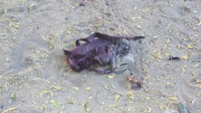 Nigerian Army neutralises girl with explosives in Adamawa | The ...
