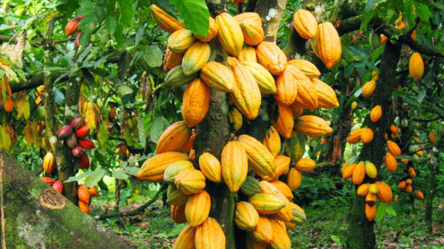 cocoa Archives | The Guardian Nigeria News - Nigeria and World News