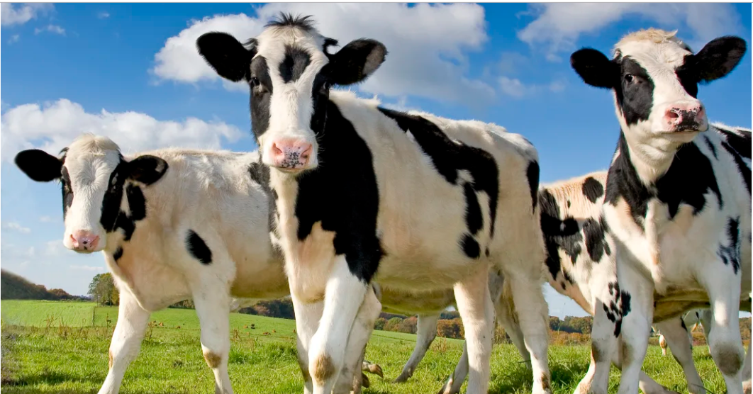 Seven Amazing Facts About Cows