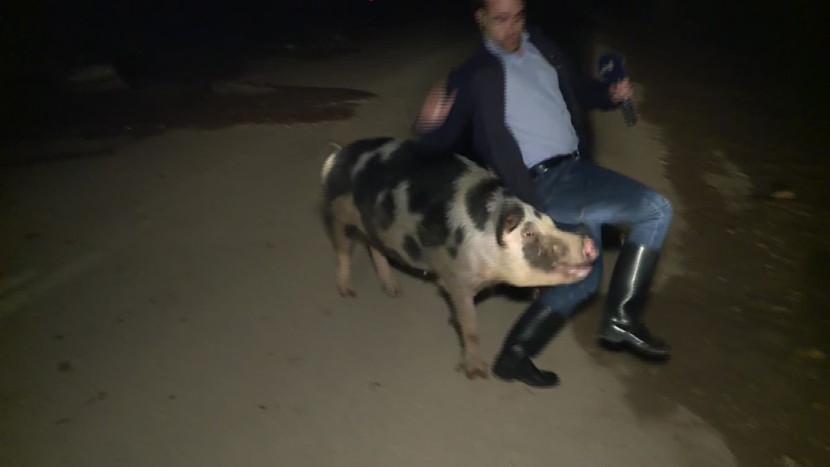 Pig Chases Journalist While Reporting On Live TV