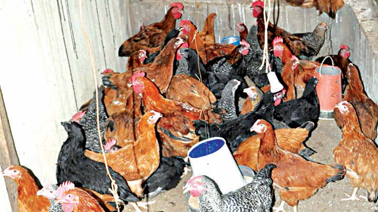 Federal government trains 50 people on noiler birds breeding in Abia ...