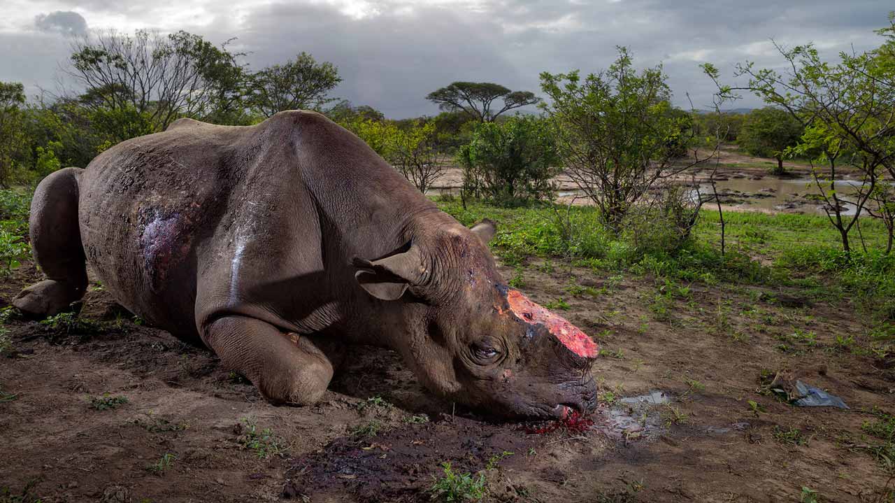 Rhino poaching at record levels in Botswana | The Guardian Nigeria News ...