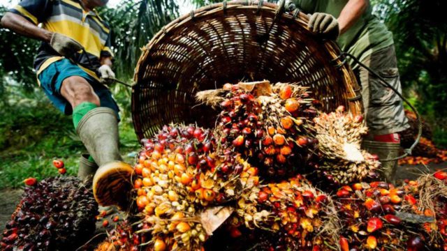 Edo emerges top oil palm-producing state | The Guardian Nigeria News ...