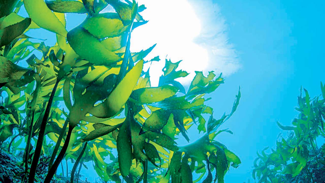 Seaweed extract blocks COVID-19