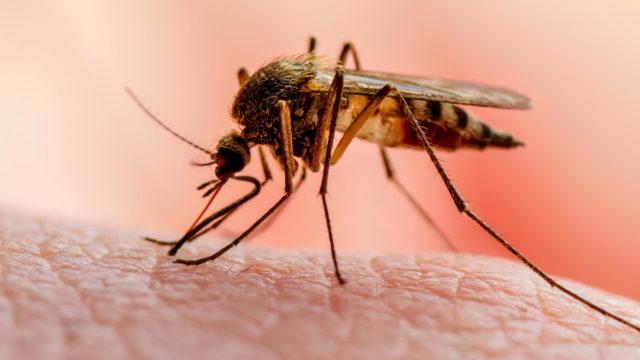 How malaria misdiagnoses, others trigger dire outcomes