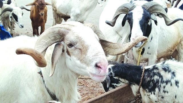 Saudi declares June 16 Sallah Day