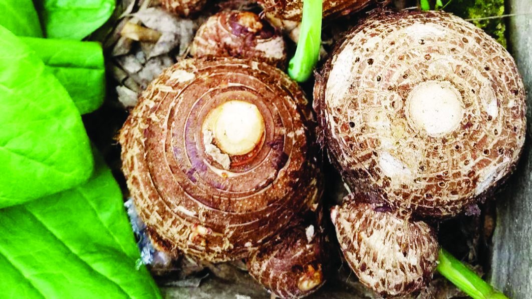 Cocoyam, yam extracts as cure for hypertension, cancer