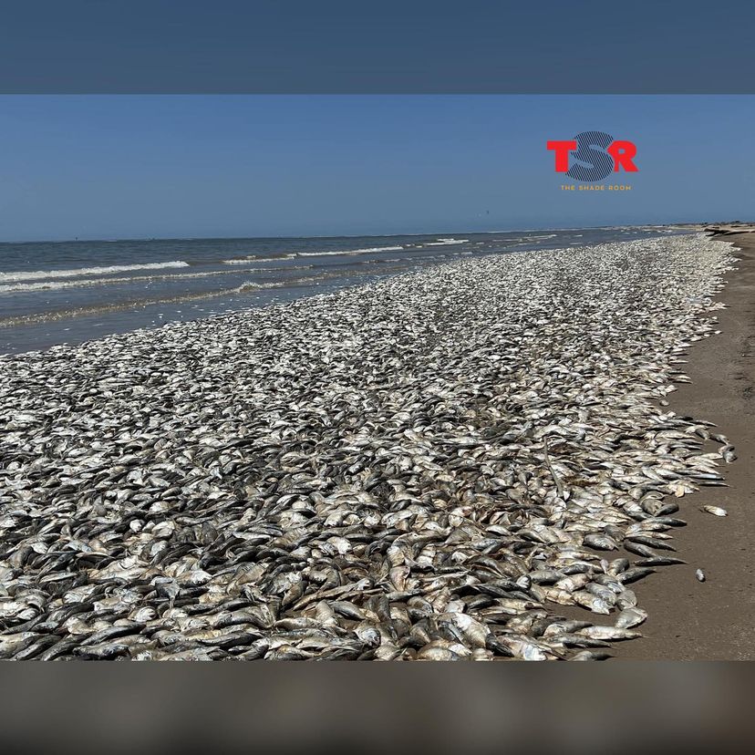 12,000 Dead Fish Wash Up on Texas Beach