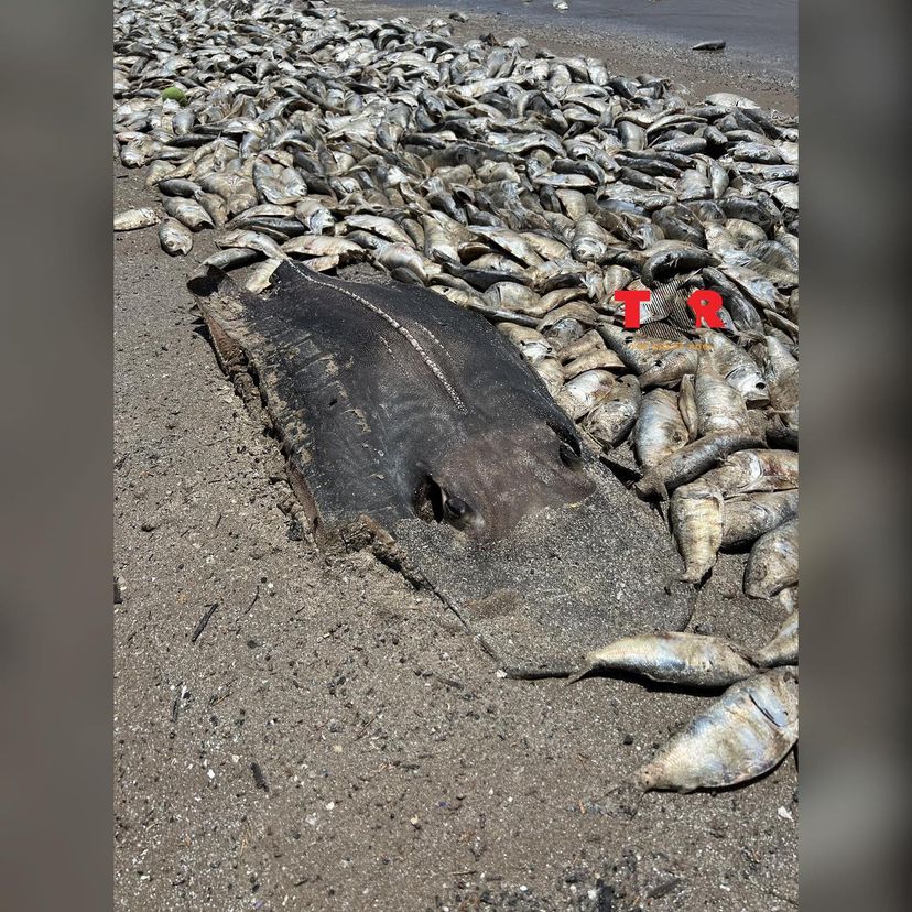 12,000 Dead Fish Wash Up on Texas Beach