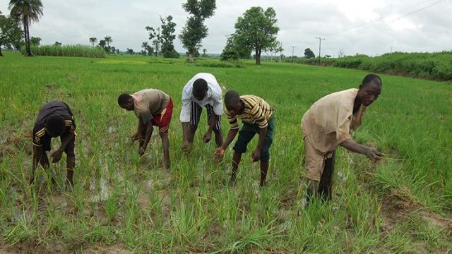 LIFE-ND farmers showcase produce at Edo food fair | The Guardian ...