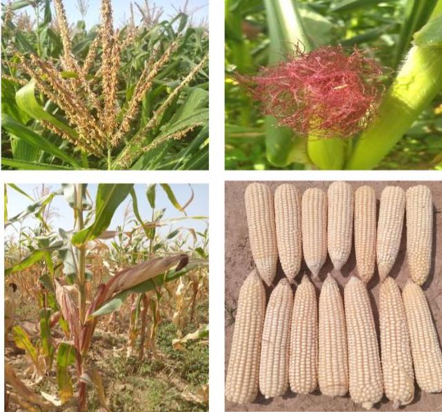 Nigeria approves release of GM maize varieties | The Guardian Nigeria ...