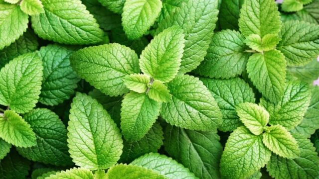 7 Health Benefits Of Scent Leaves