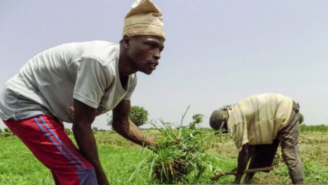 Bandits demand N224m as farm levies in three years – report