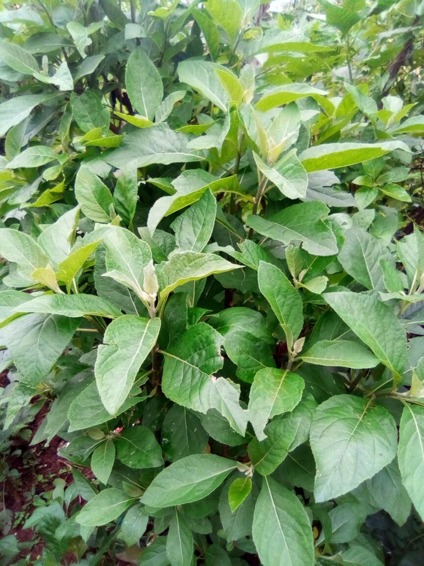 Health benefits of bitterleaf juice | The Guardian Nigeria News ...
