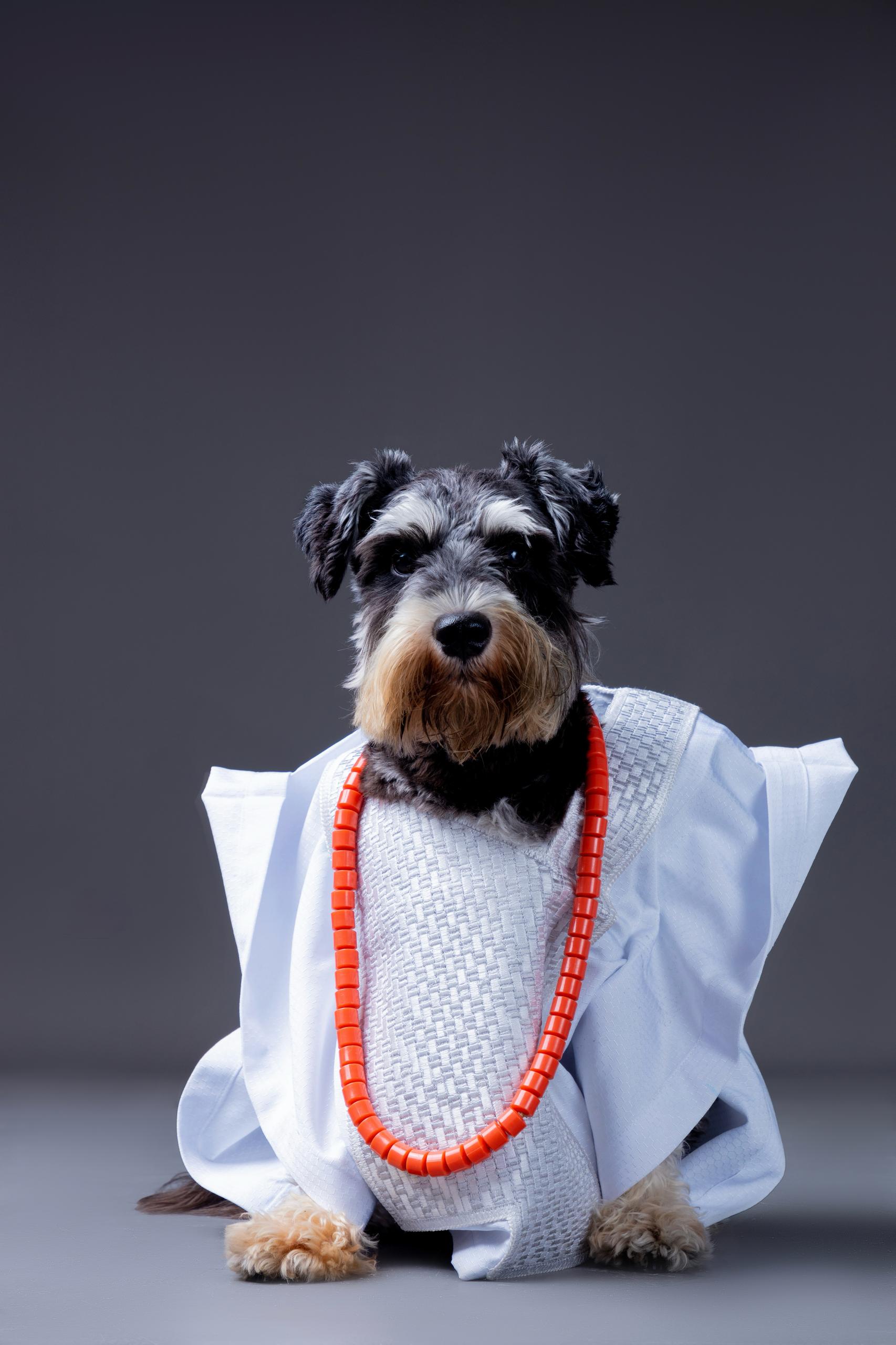 Oga Duke: Africa’s Most Influential Pet Influencer