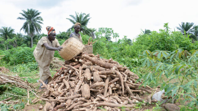 Looming gluts worry cassava farmers