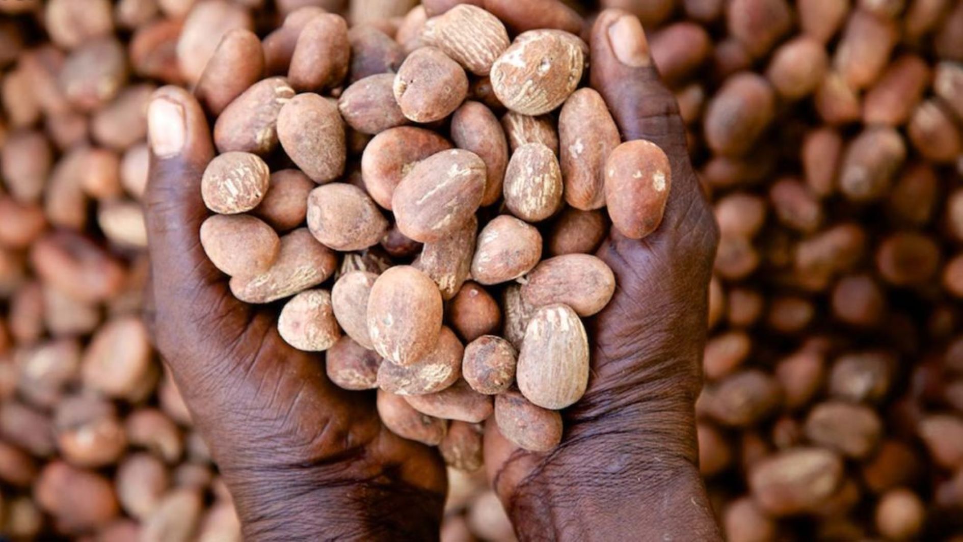 Mixed fortunes as FG extends Shea Nuts export ban