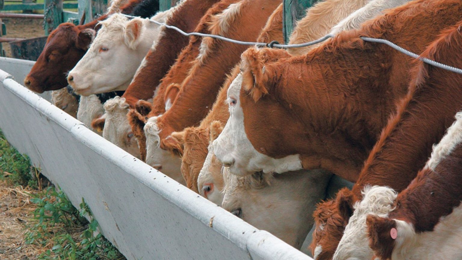 Firm spotlights women farmers on World Milk Day