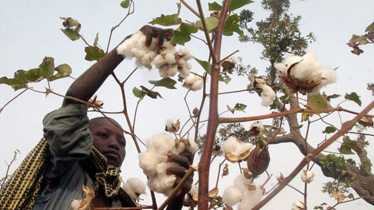 NBMA orders new GM cotton varieties suspension