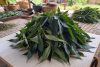 8 Benefits of Awolowo Leaf (Ewe Akintola) | The Guardian Nigeria News ...